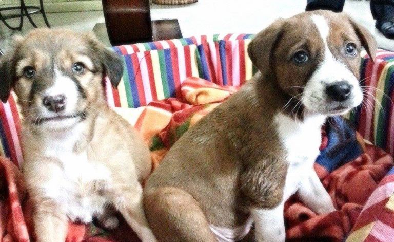 6 Dog Adoption Centres in Delhi Where You Can Pick up Happiness For ...