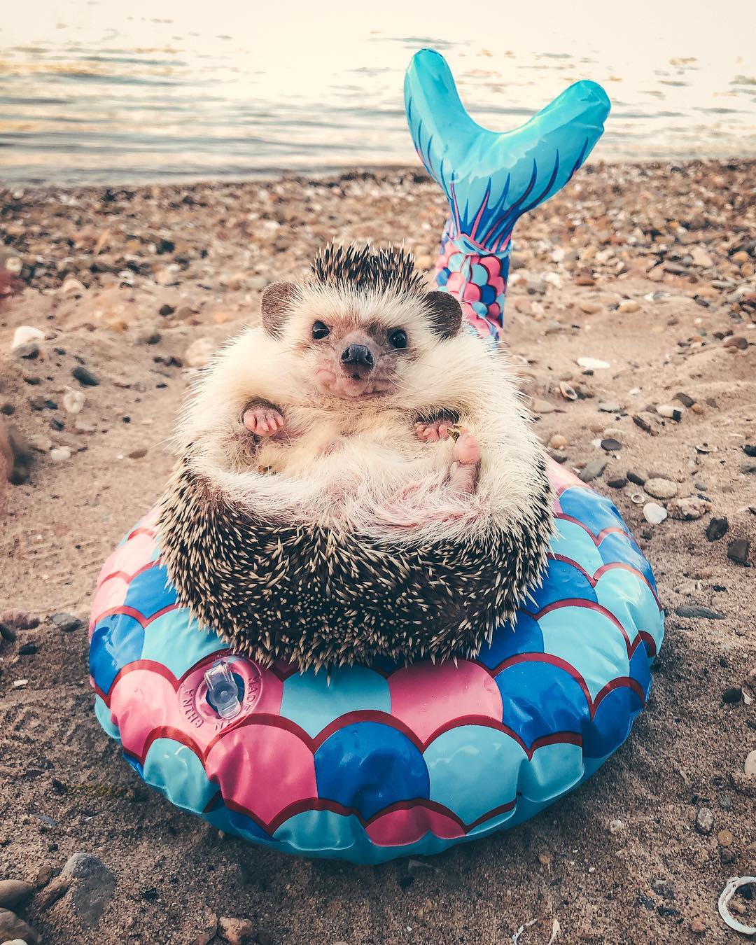 People, Say Hello to Mr Pokee, The Hedgehog Who's The Cutest ...