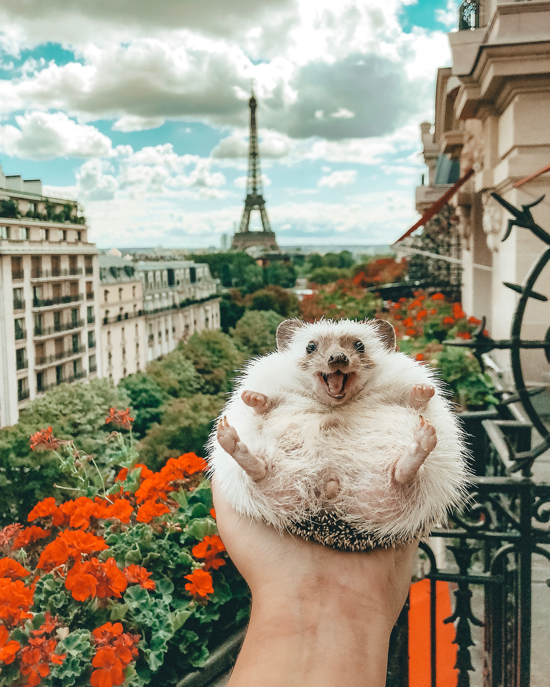 People, Say Hello to Mr Pokee, The Hedgehog Who's The Cutest ...