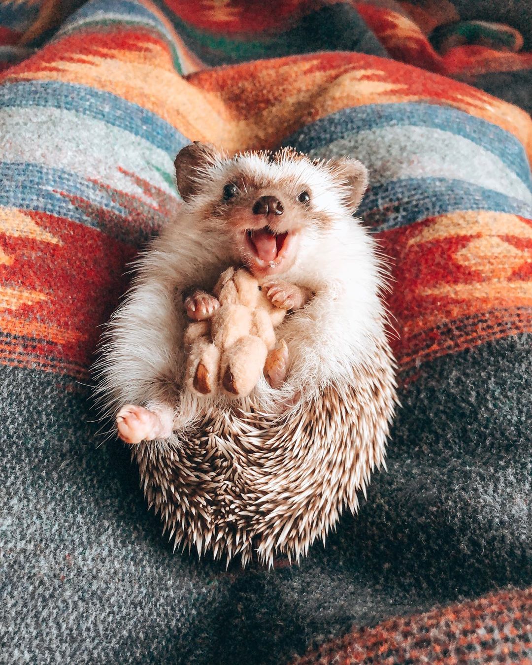 People, Say Hello to Mr Pokee, The Hedgehog Who's The Cutest ...