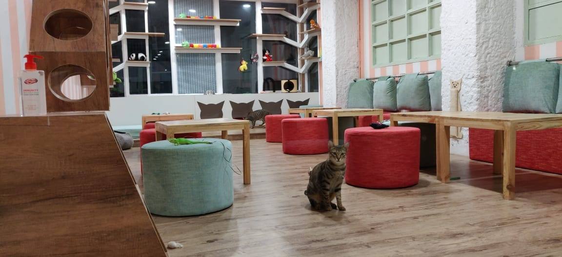 Cat Lovers, Rejoice! Delhi Just Got Its First Cat Cafe Where You Can ...
