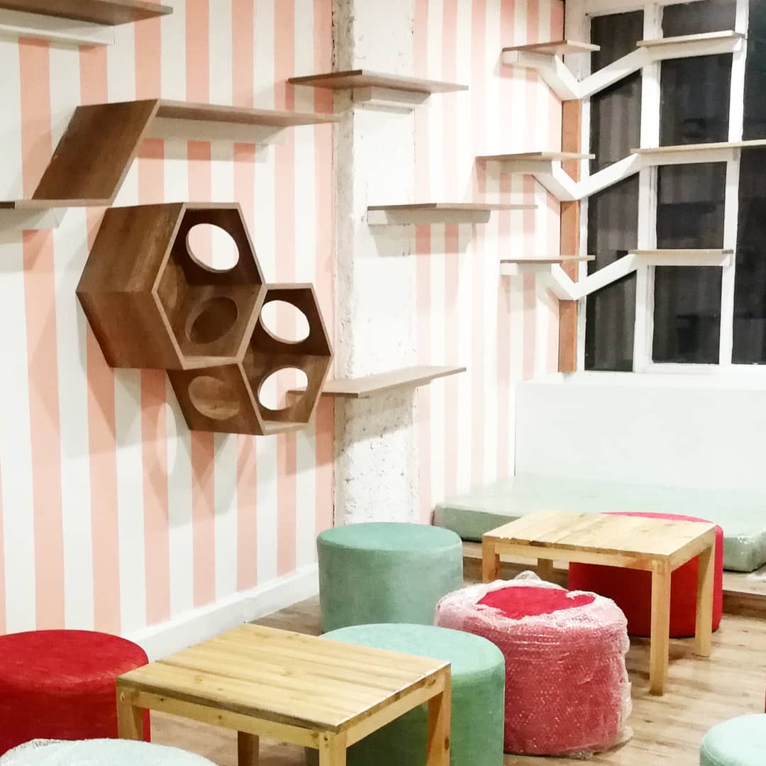 Cat Lovers, Rejoice! Delhi Just Got Its First Cat Cafe Where You Can ...