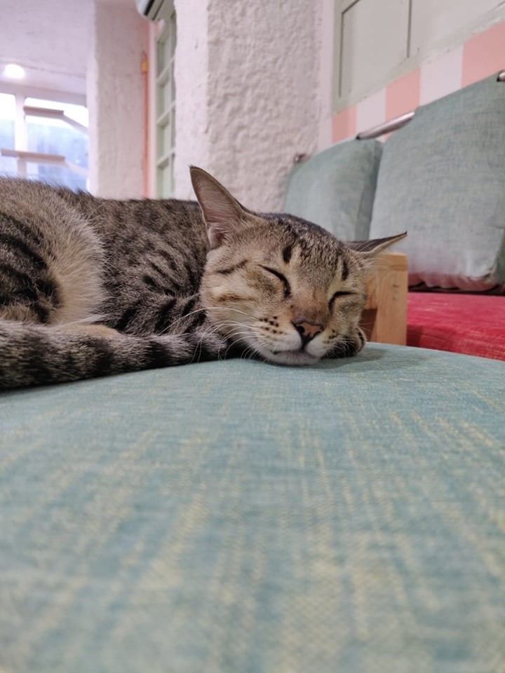 Cat Lovers, Rejoice! Delhi Just Got Its First Cat Cafe Where You Can ...