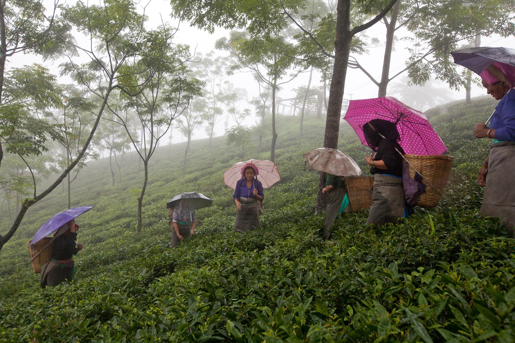 Built in 1862, The Singtom Tea Estate in Darjeeling is The Oldest Tea ...