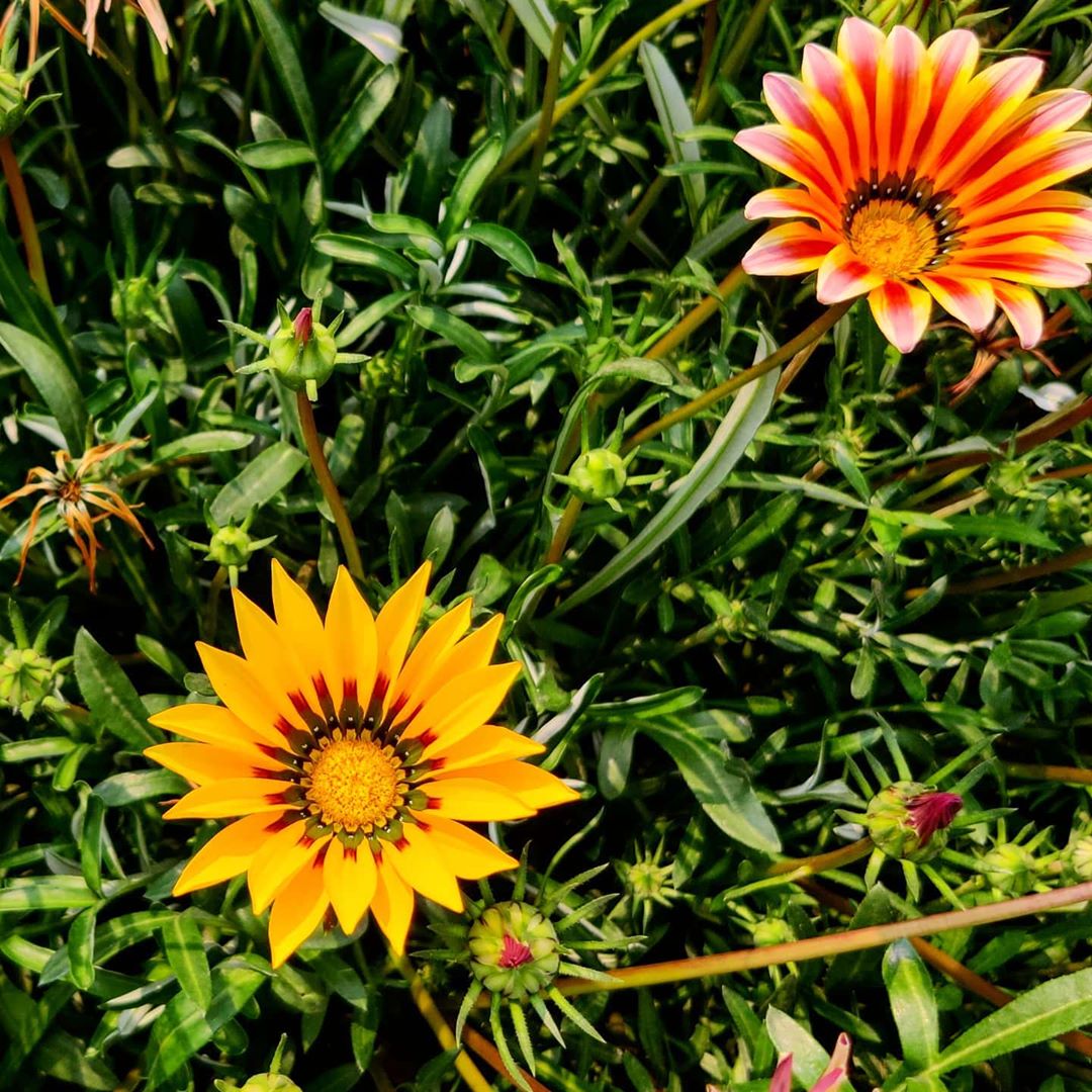 Did You Know About The Sunder Nursery in Delhi Which is Also a UNESCO ...